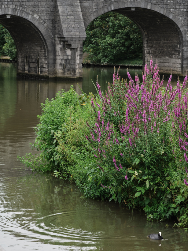 Floating Gardens | Musea Kortrijk